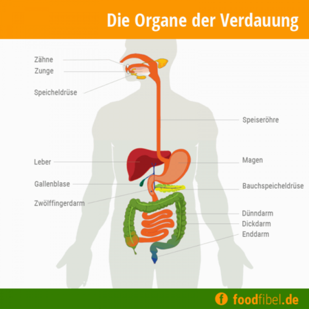 15 Regeln für gesunde Verdauung - das ABC gesund Essen und Trinken
